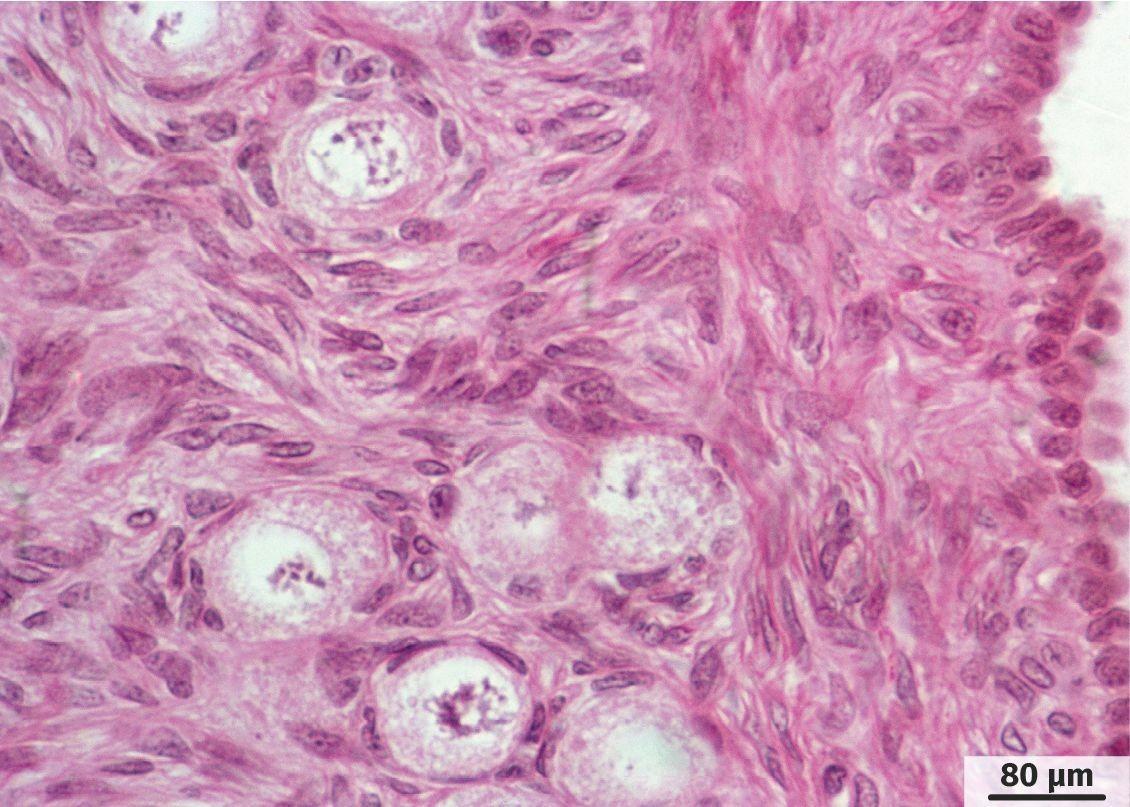 La mise en fonctionnement des appareils reproducteurs | Lelivrescolaire.fr