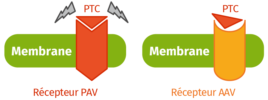 Variation de l’information génétique chez une espèce | Lelivrescolaire.fr