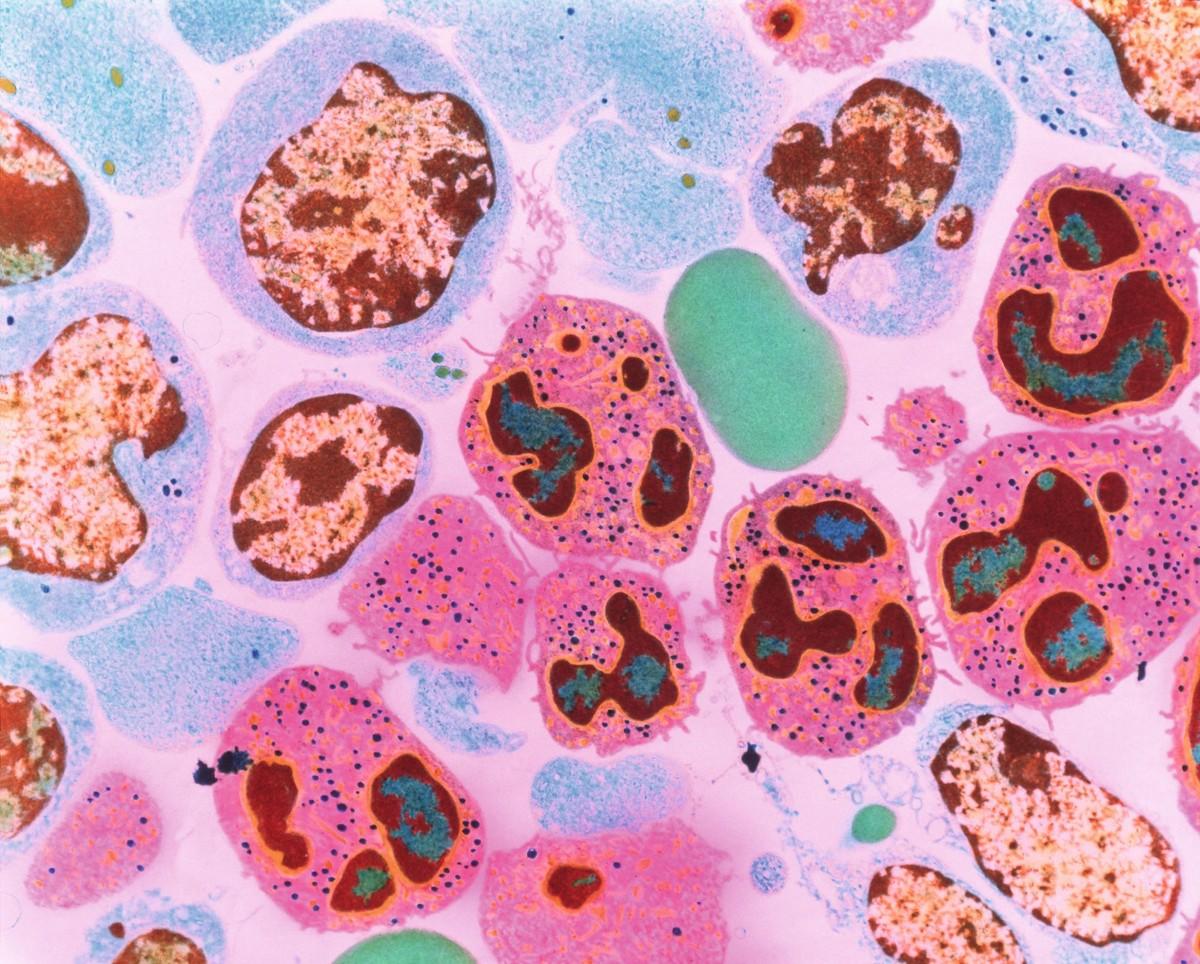 L’organisme pluricellulaire, ensemble de cellules spécialisées ...