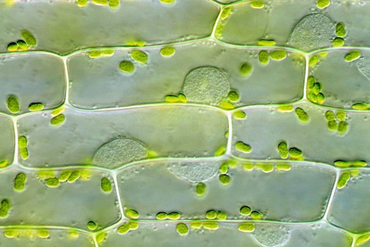 Choisir un mode de communication à l’écrit | Lelivrescolaire.fr