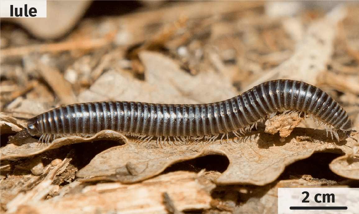 Biodiversité du sol et ses rôles | Lelivrescolaire.fr
