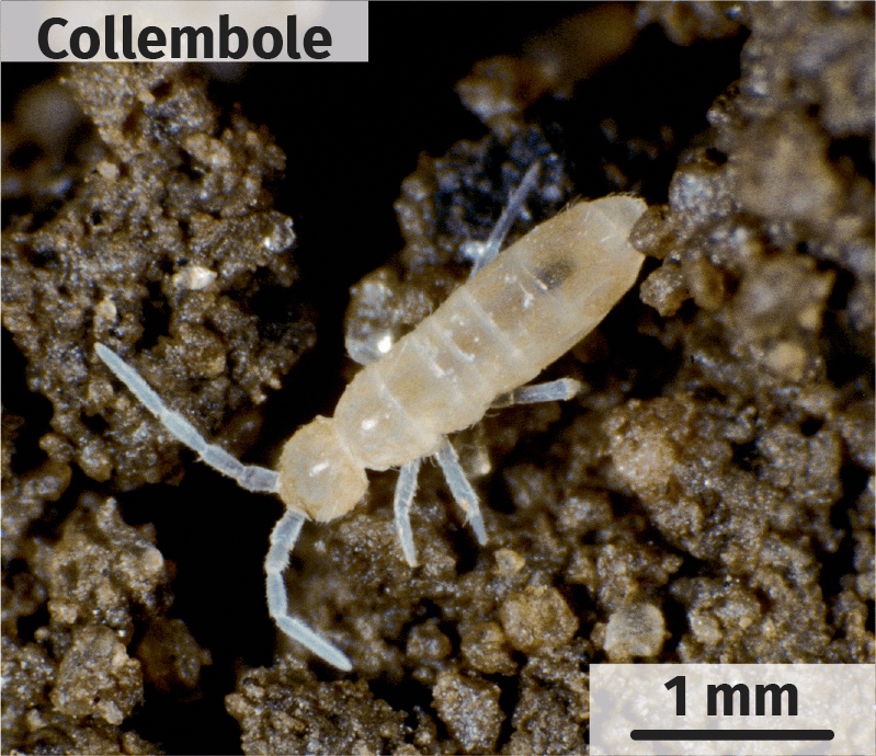 Biodiversité du sol et ses rôles | Lelivrescolaire.fr