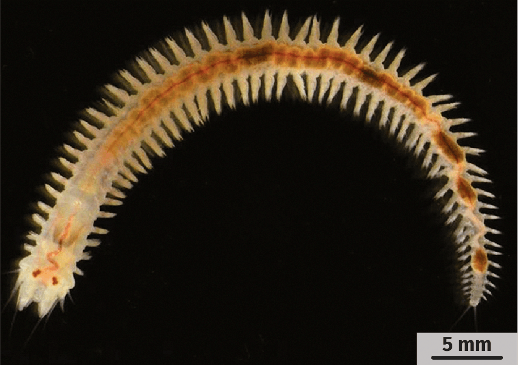 L’évolution de la biodiversité | Lelivrescolaire.fr