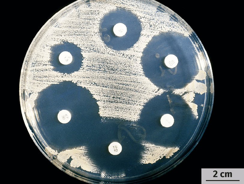 Biologie évolutive et pratiques médicales | Lelivrescolaire.fr