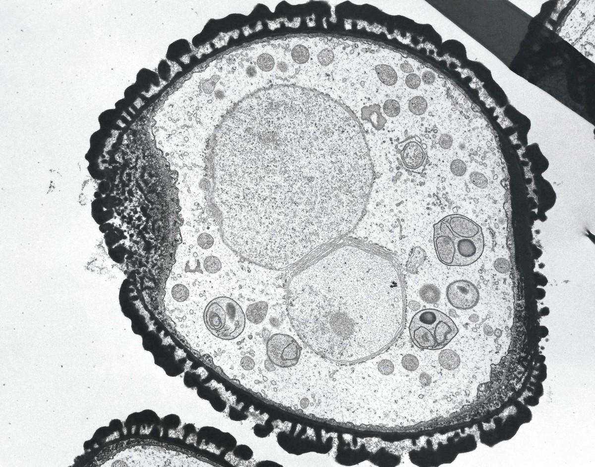 Une nouvelle description de la cellule | Lelivrescolaire.fr