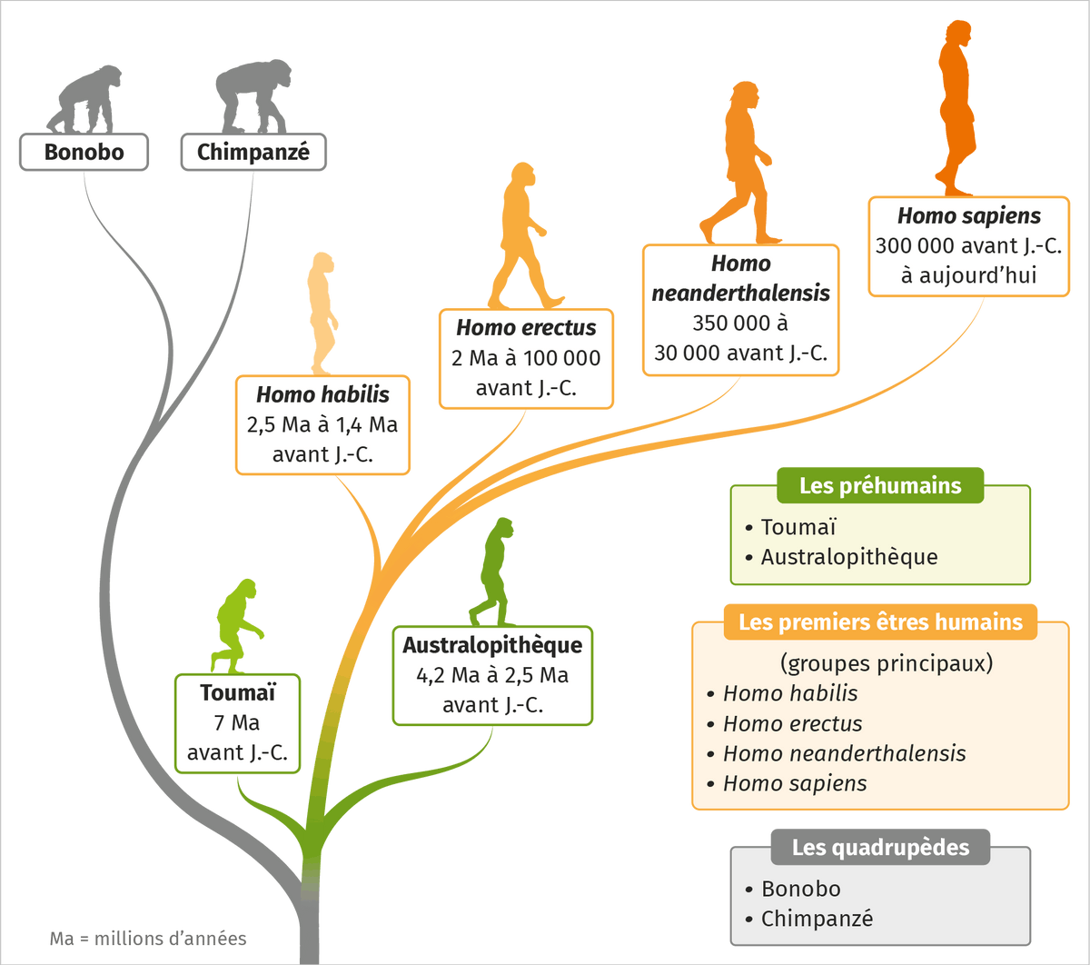 Les premiers êtres humains | Lelivrescolaire.fr
