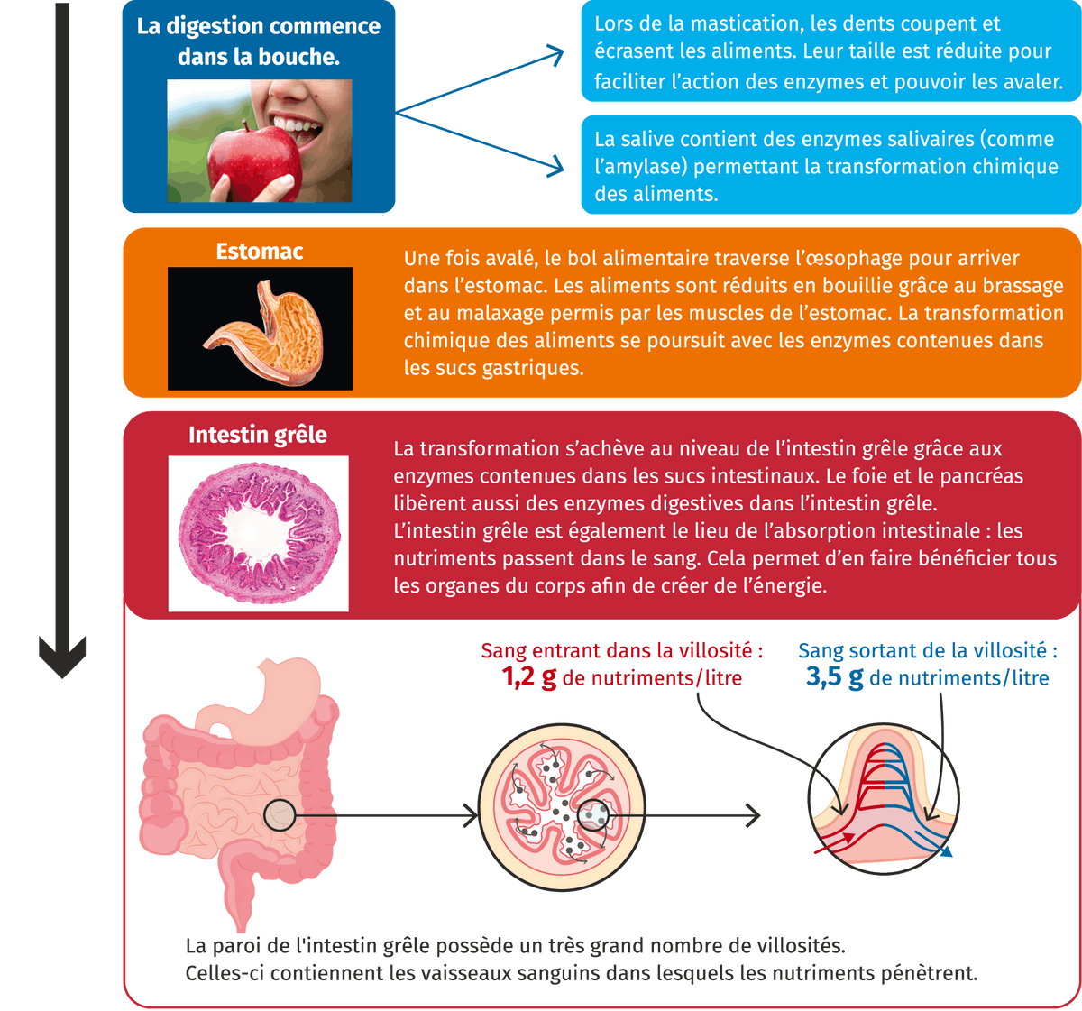 La digestion des aliments | Lelivrescolaire.fr