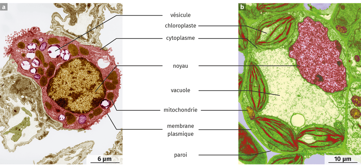 Les avancées de l'exploration microscopique dans la description des ...
