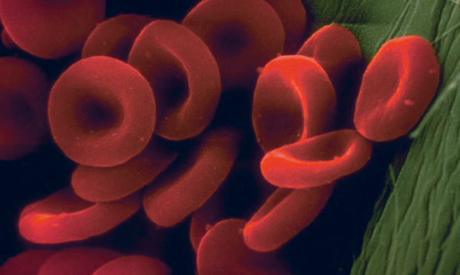 Le repaire des initiés | Lelivrescolaire.fr